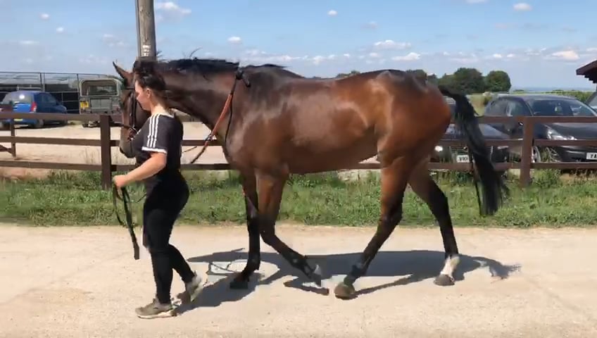 Califet Gelding - July 2019 on Vimeo