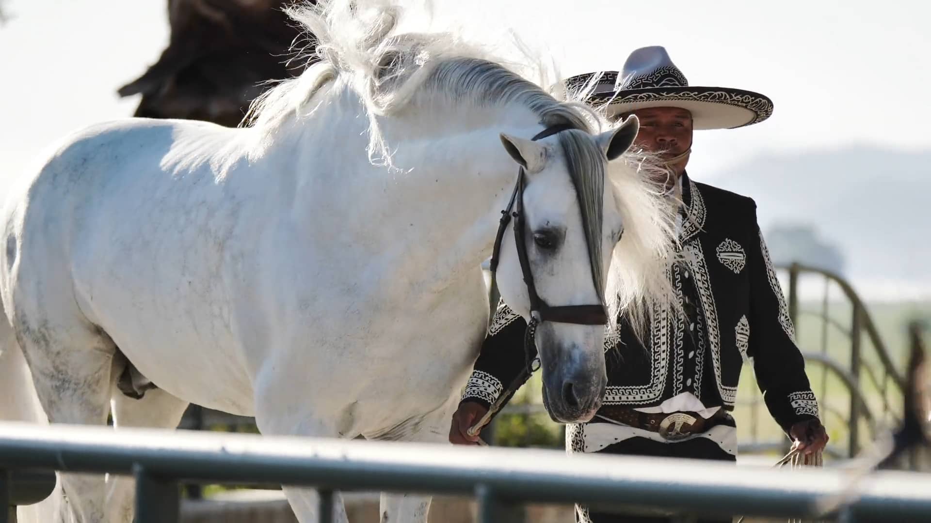 ARMAS DIESTRO: ANDALUSIAN STALLION USA 2019 on Vimeo