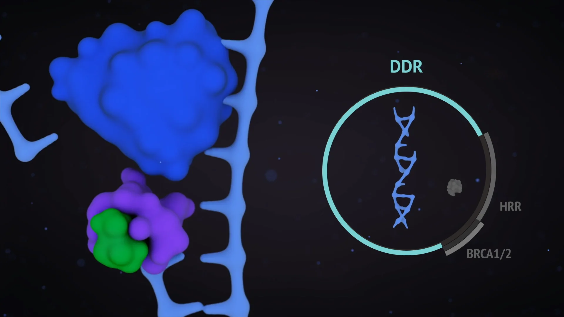 Mechanism of action of PARP inhibitors and Targeting DNA Damage ...