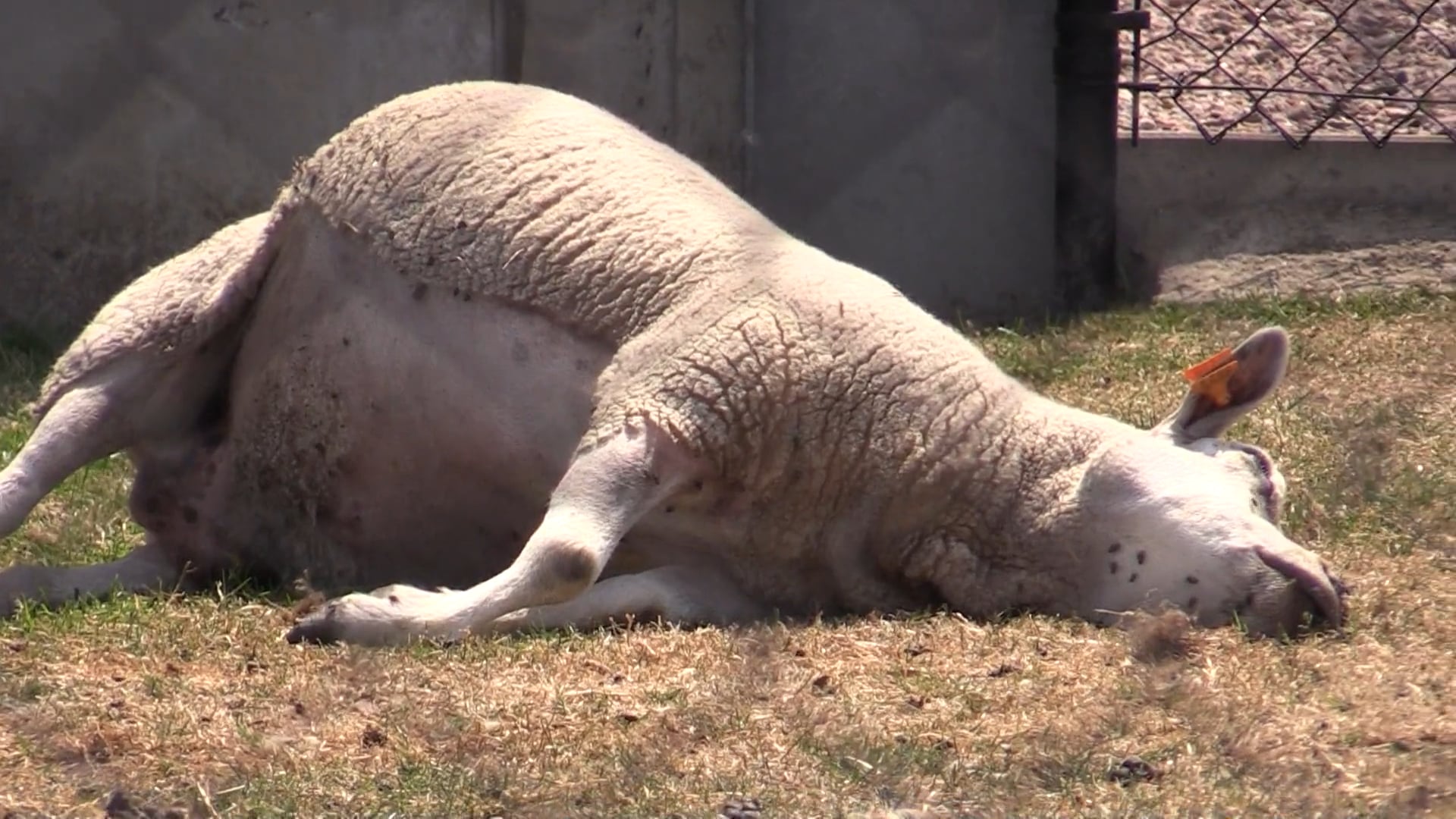 Dood schaap op terrein vleeshandel in Zele on Vimeo