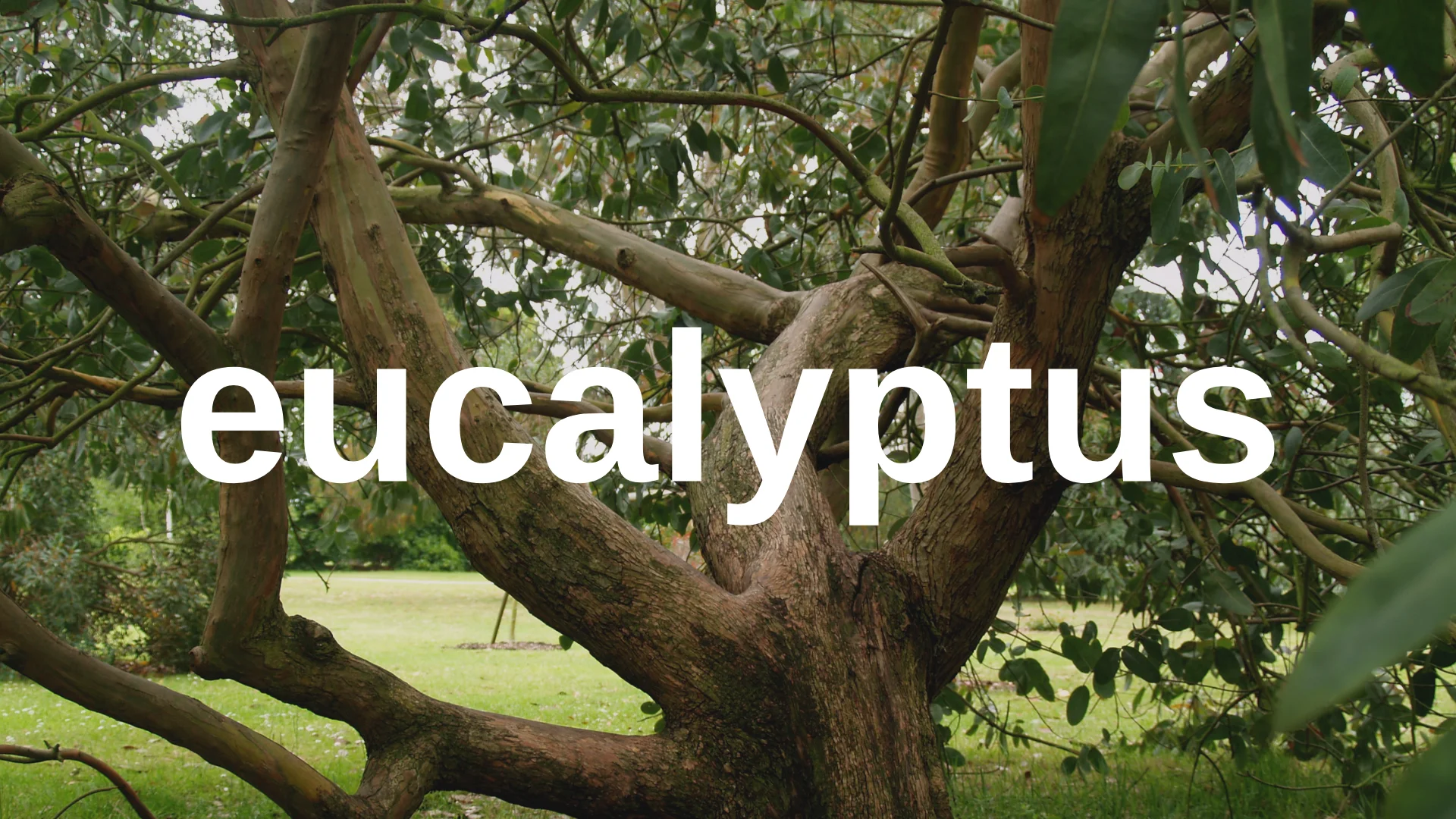 Eucalyptus on Vimeo