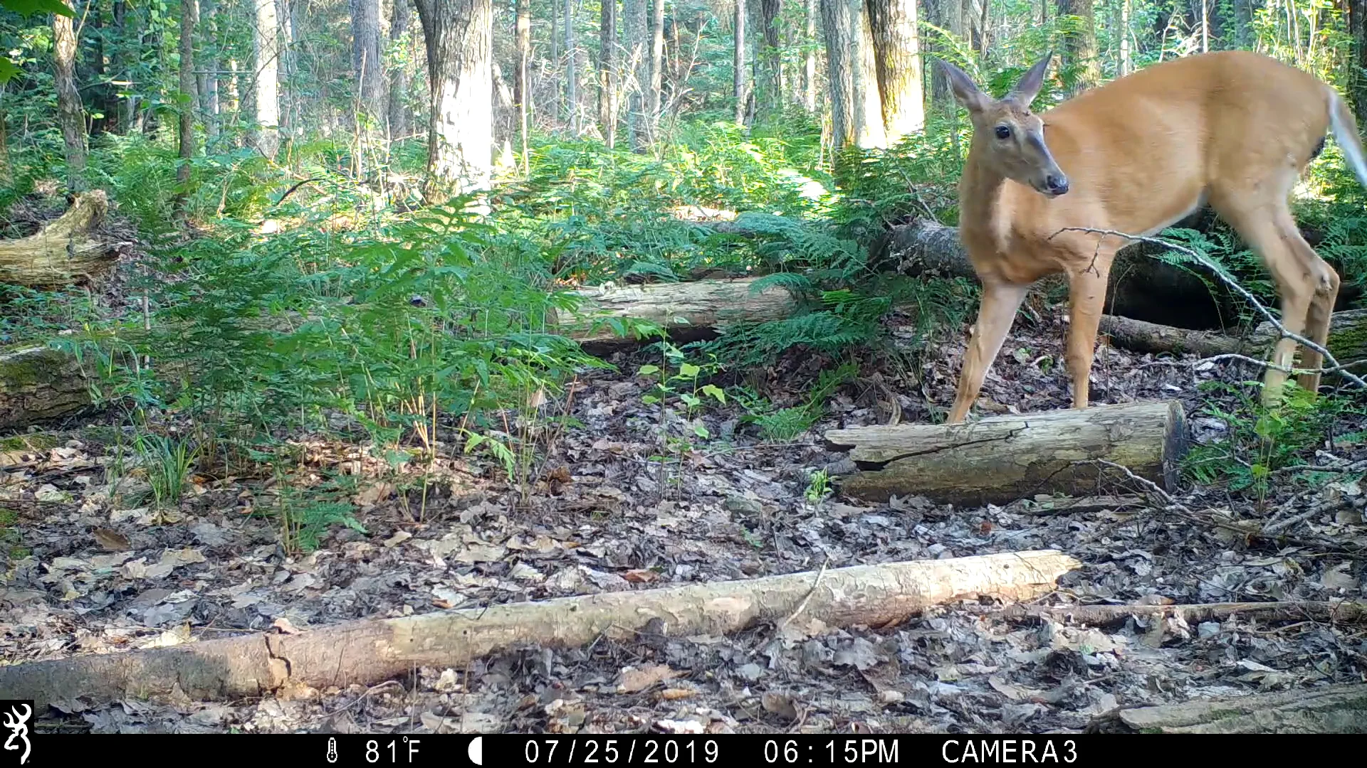 Wildlife In The Forest Part Two on Vimeo