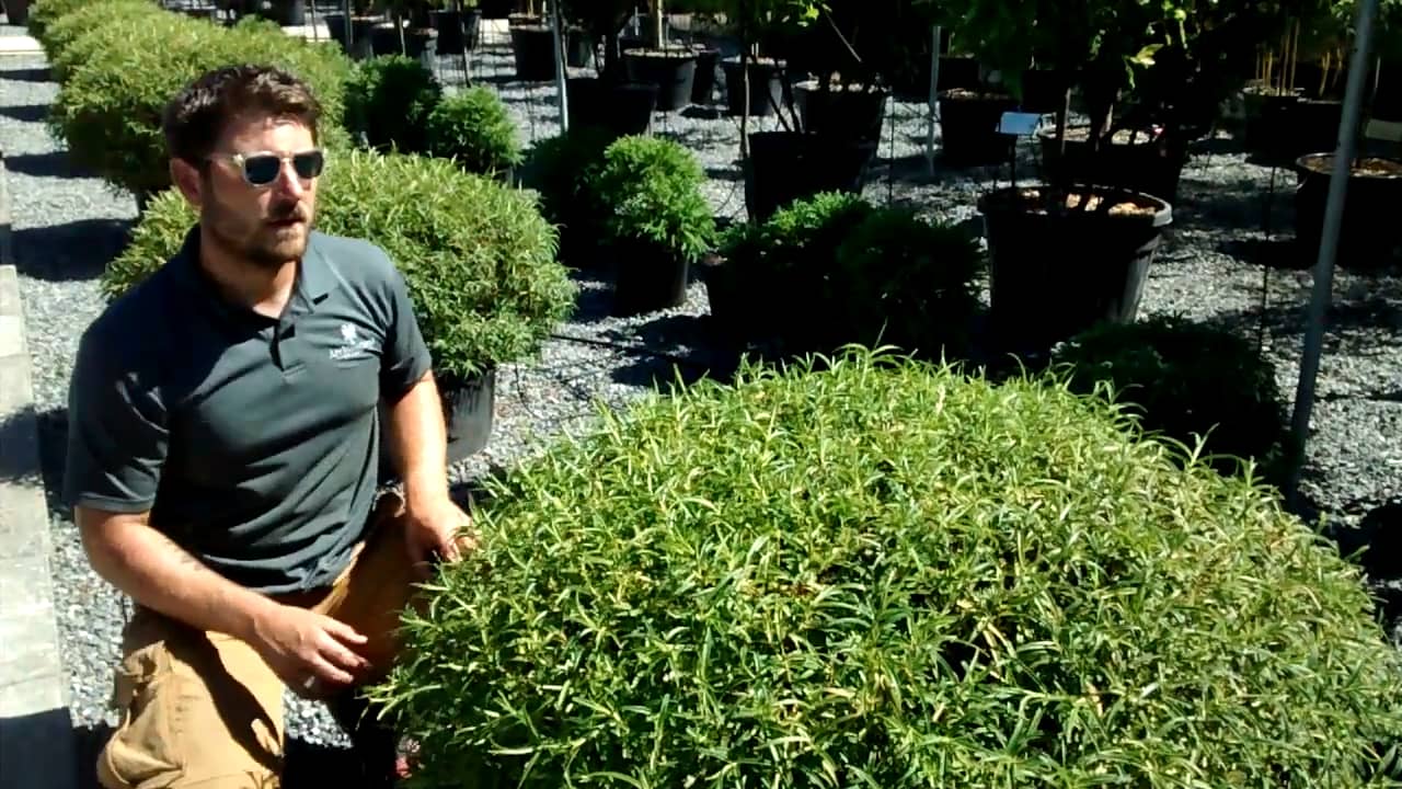 Architectural Plants - Hebe parviflora angustifolia on Vimeo