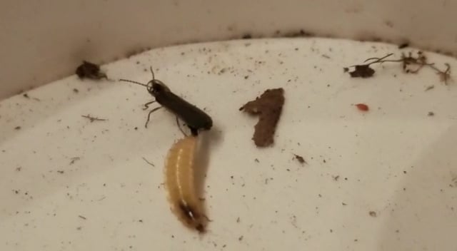 Supplemental video 5. Firefly Phausis reticulata, Blue Ghost, mating ...