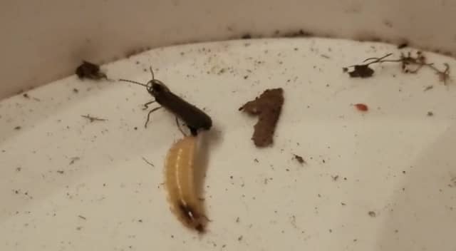 Supplemental video 5. Firefly Phausis reticulata, Blue Ghost, mating ...