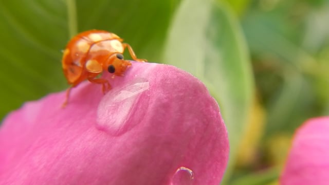 Ladybug Drinking Water Hydrate - Free video on Pixabay