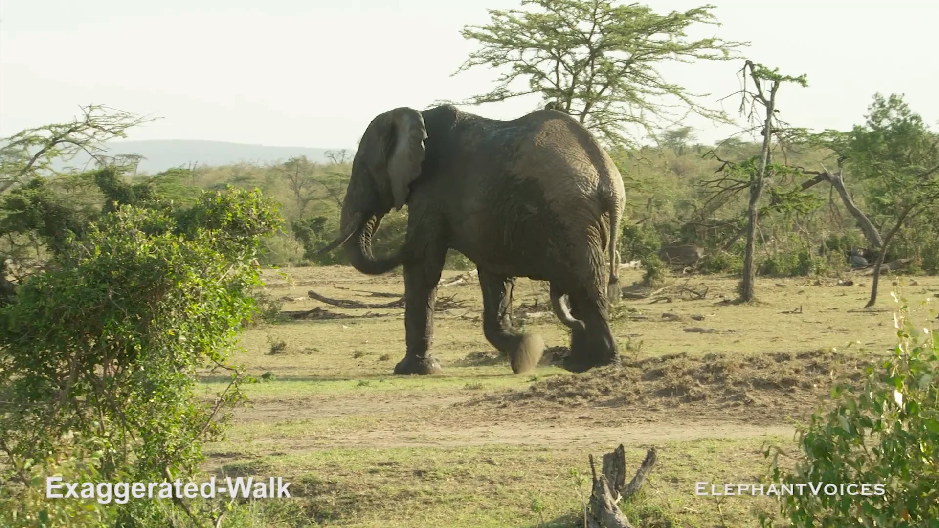 Exaggerated-Walk. Context: Attentive (4) on Vimeo