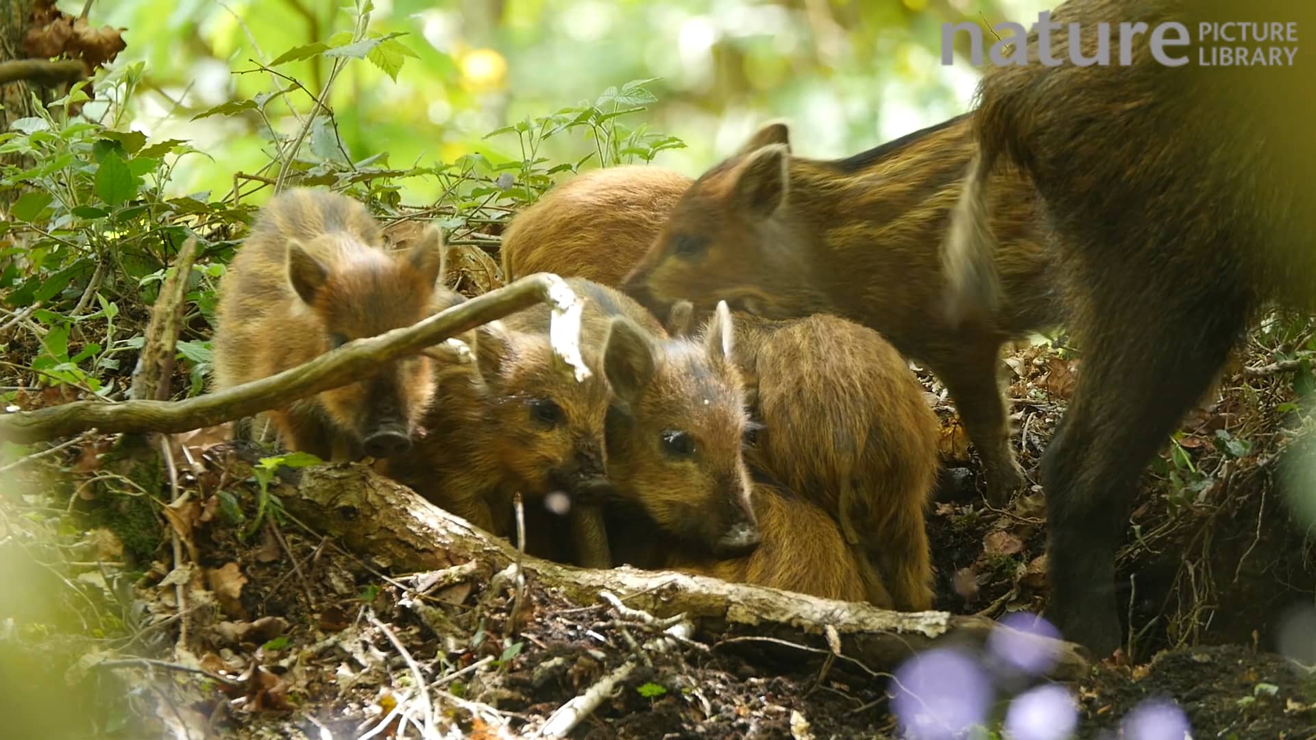 Wild boar piglets resting, with mother nearby, Forest of Dean ...