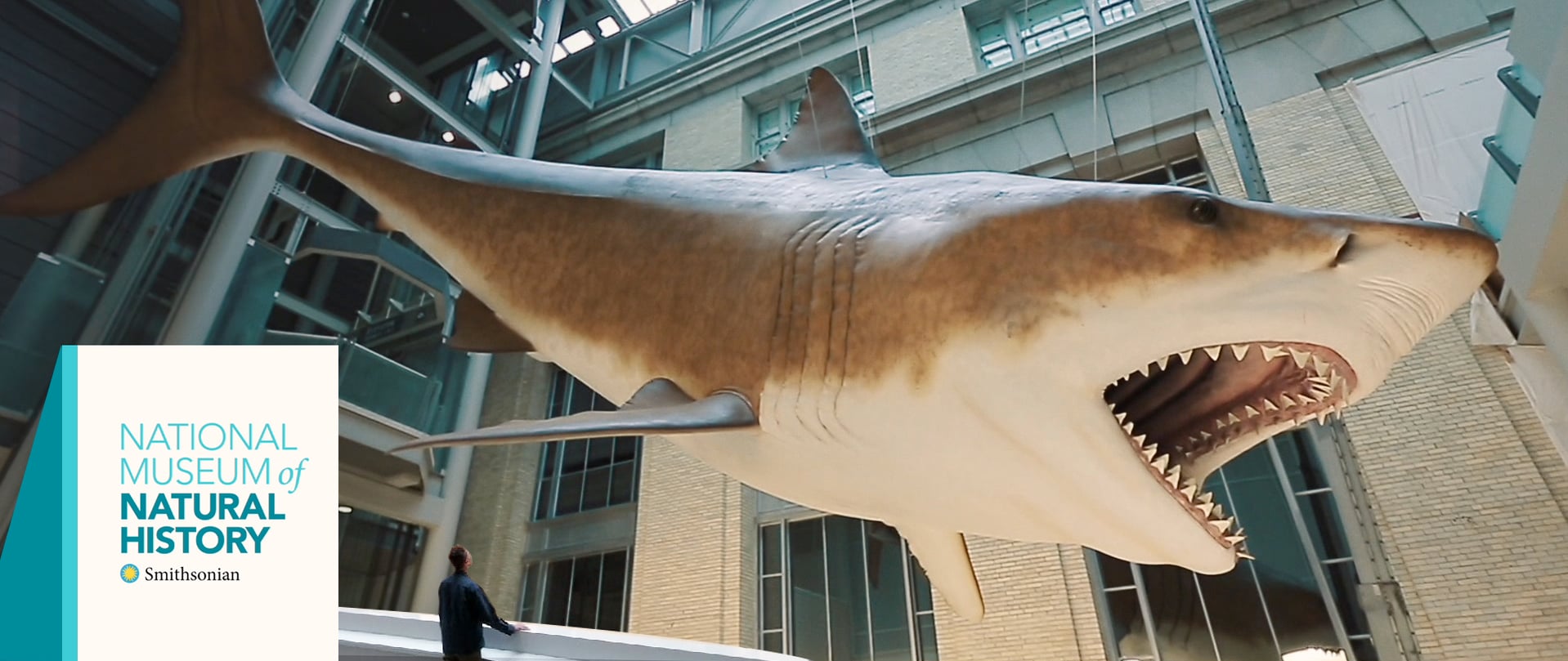Smithsonian - Building Megalodon with Gary Staab on Vimeo