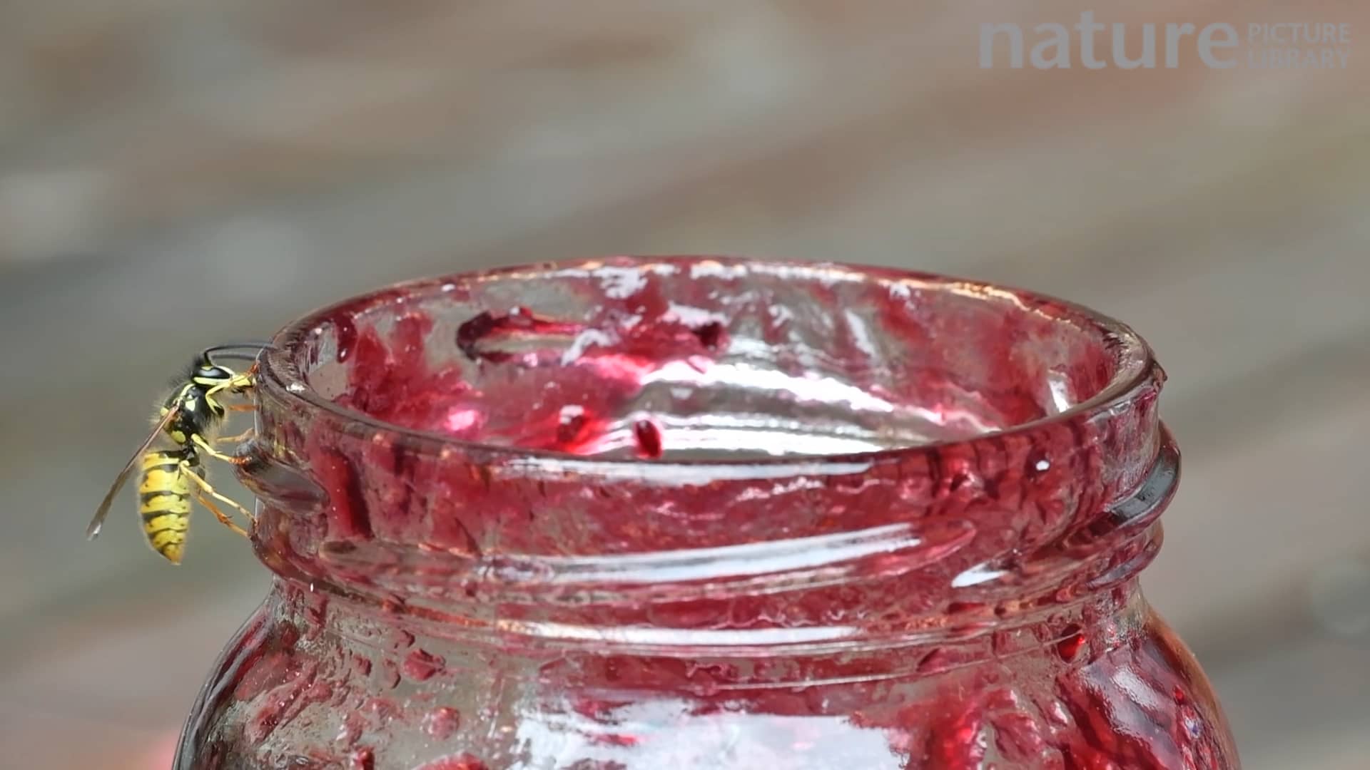 Common wasp feeding on jam inside a jar, Belgium, August. on Vimeo