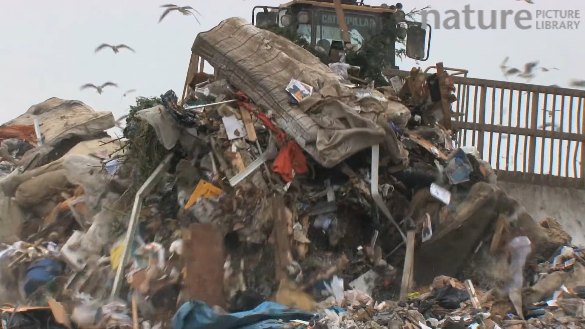 Machinery working on a landfill site with mixed flock of gulls flying ...
