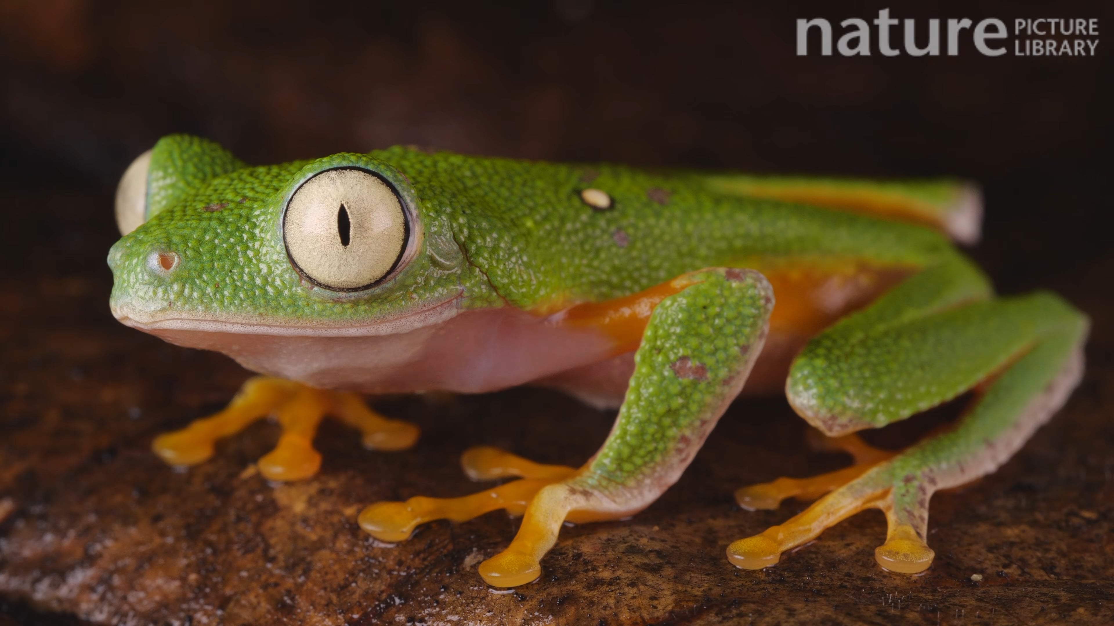 Leaf frog blinking its eyes and turning around, Orellana Province ...