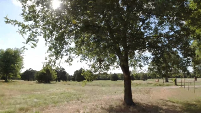 Country Trees Landscape - Free video on Pixabay