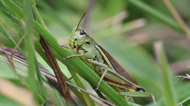 Swamp Locust Field - Free video on Pixabay