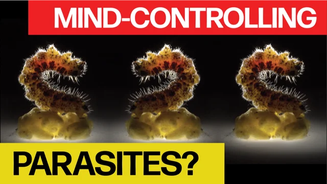 Mind-Controlling Parasites Youtube Exclusive on Vimeo