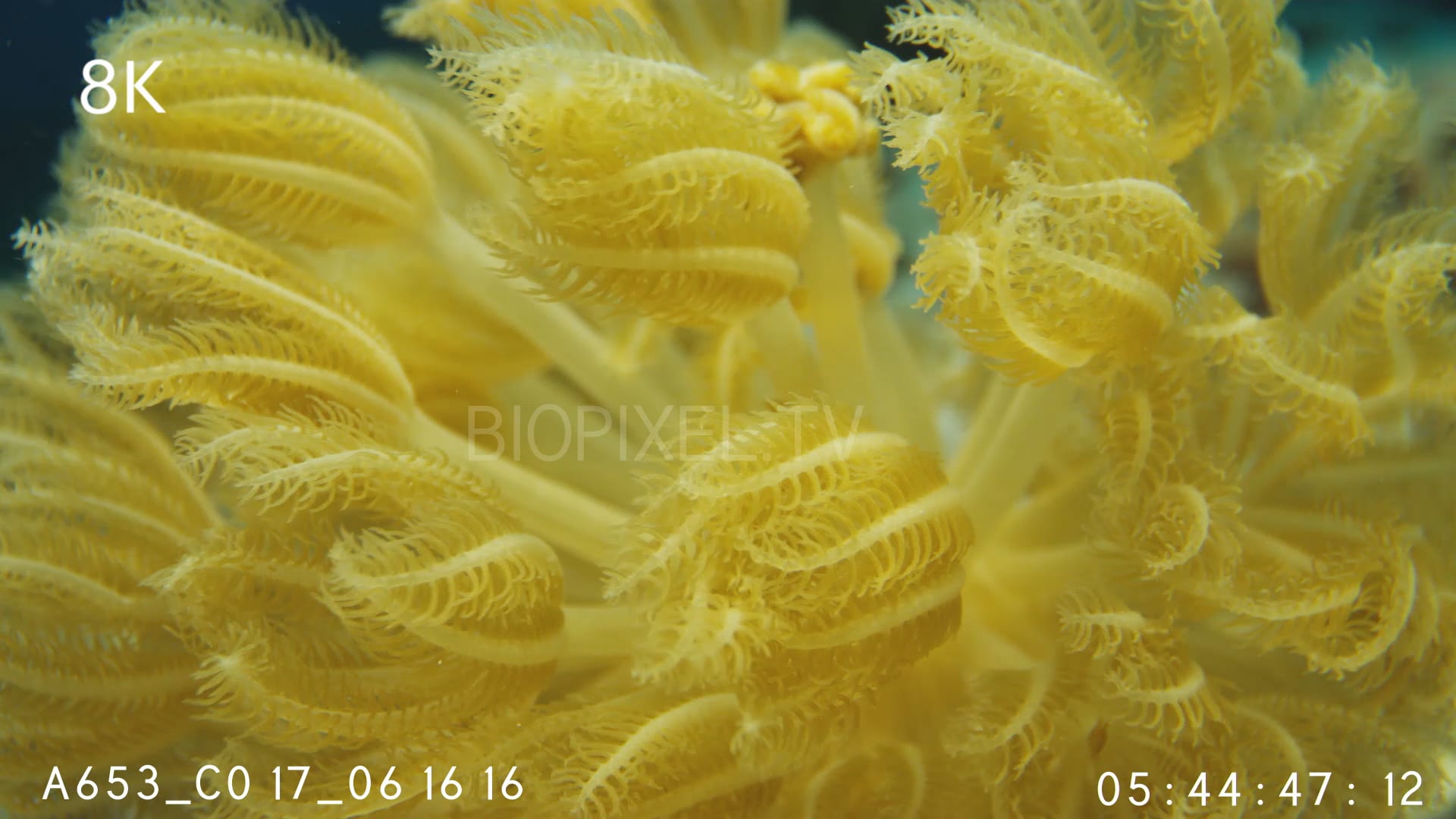 Coral Polyp - Xenia soft polyps pulsing close up 8K on Vimeo