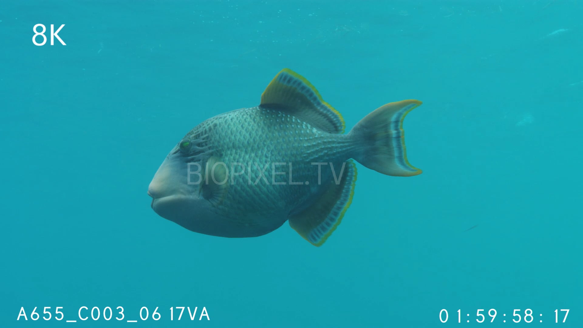 Fish - Yellow Margin triggerfish courtship near surface 8K on Vimeo