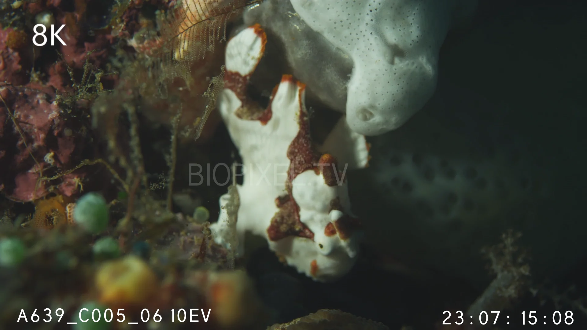 4K Camouflage - Clown anglerfish / Frogfish 8K on Vimeo