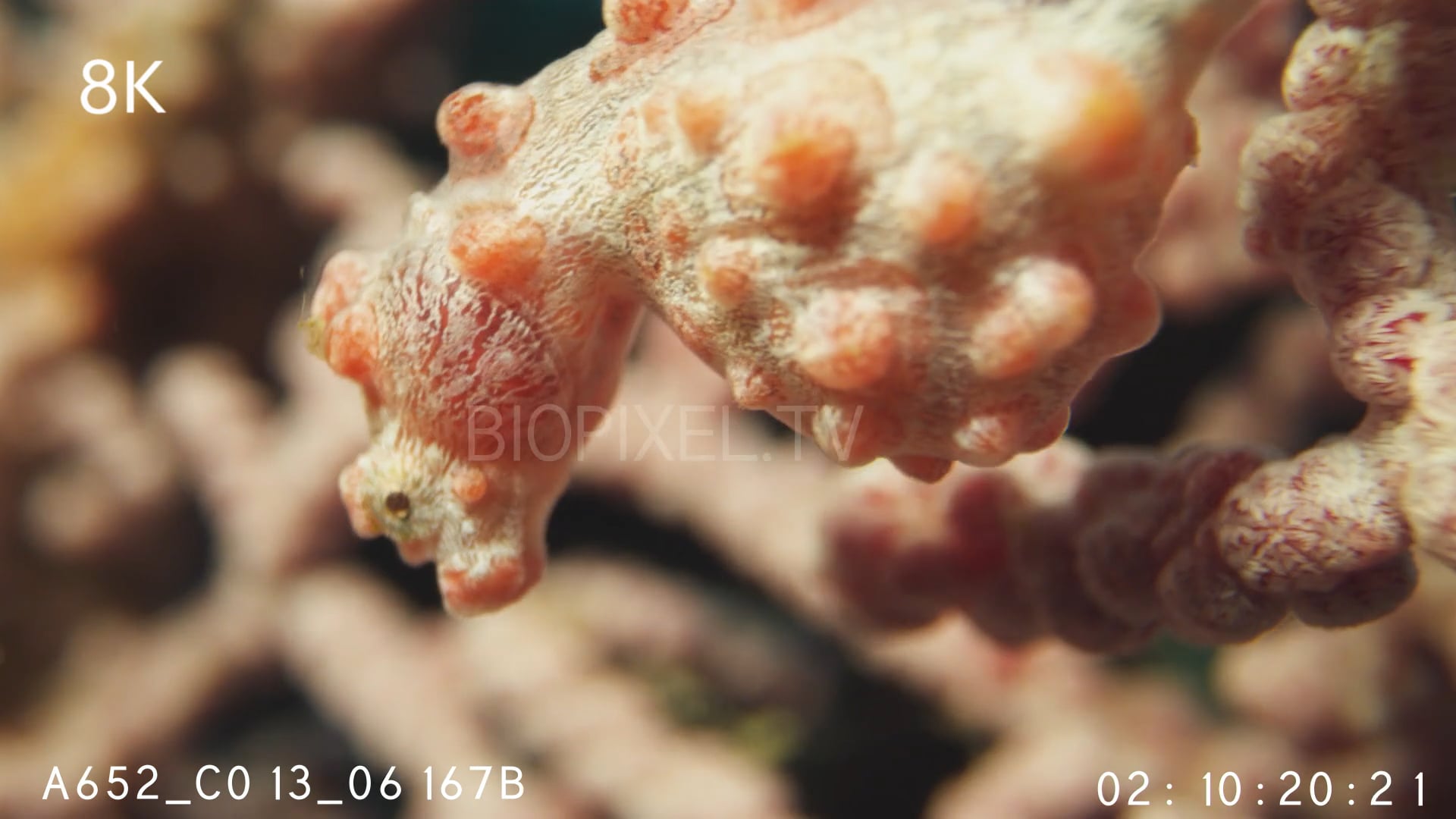 4K Camouflage - Pygmy seahorse probe lens 2 8K on Vimeo