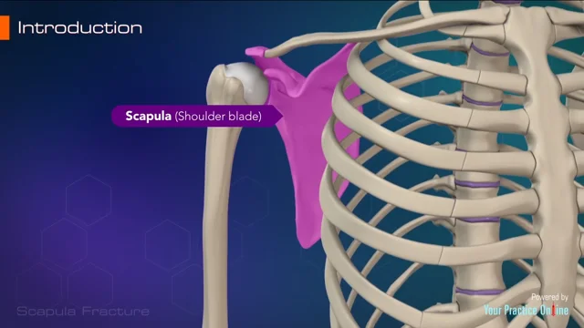 Scapula Shoulder Blade