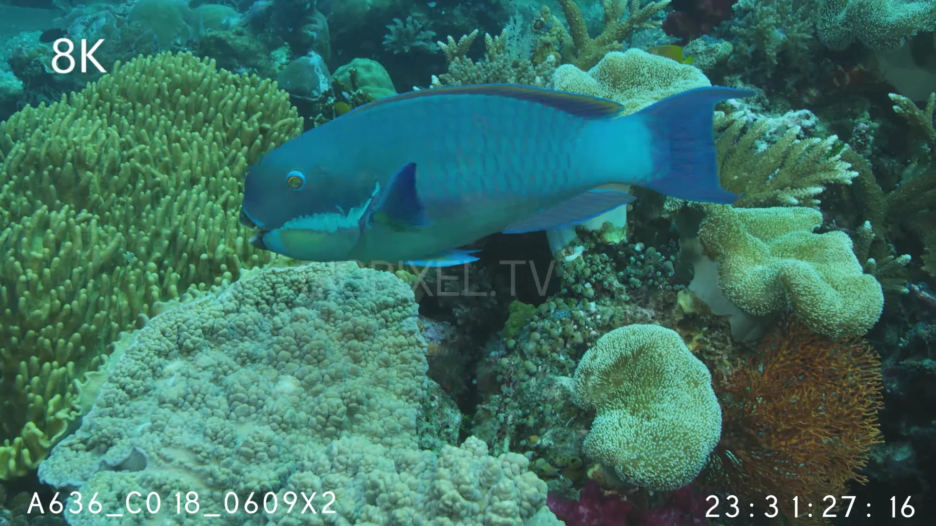 4K Fish Feeding - Parrotfish feeding on reef 8K on Vimeo