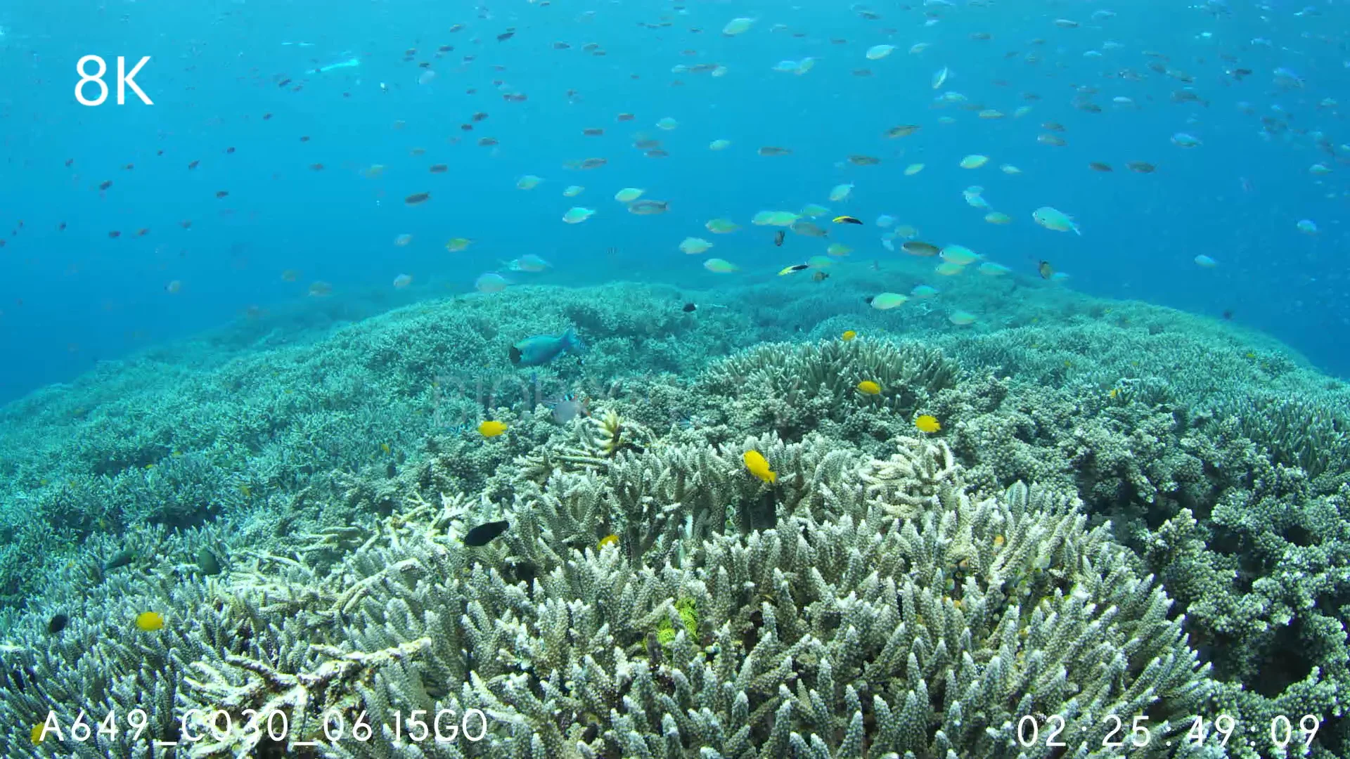 Fish School - Beautiful coral garden with mass schools of damselfish 2 ...