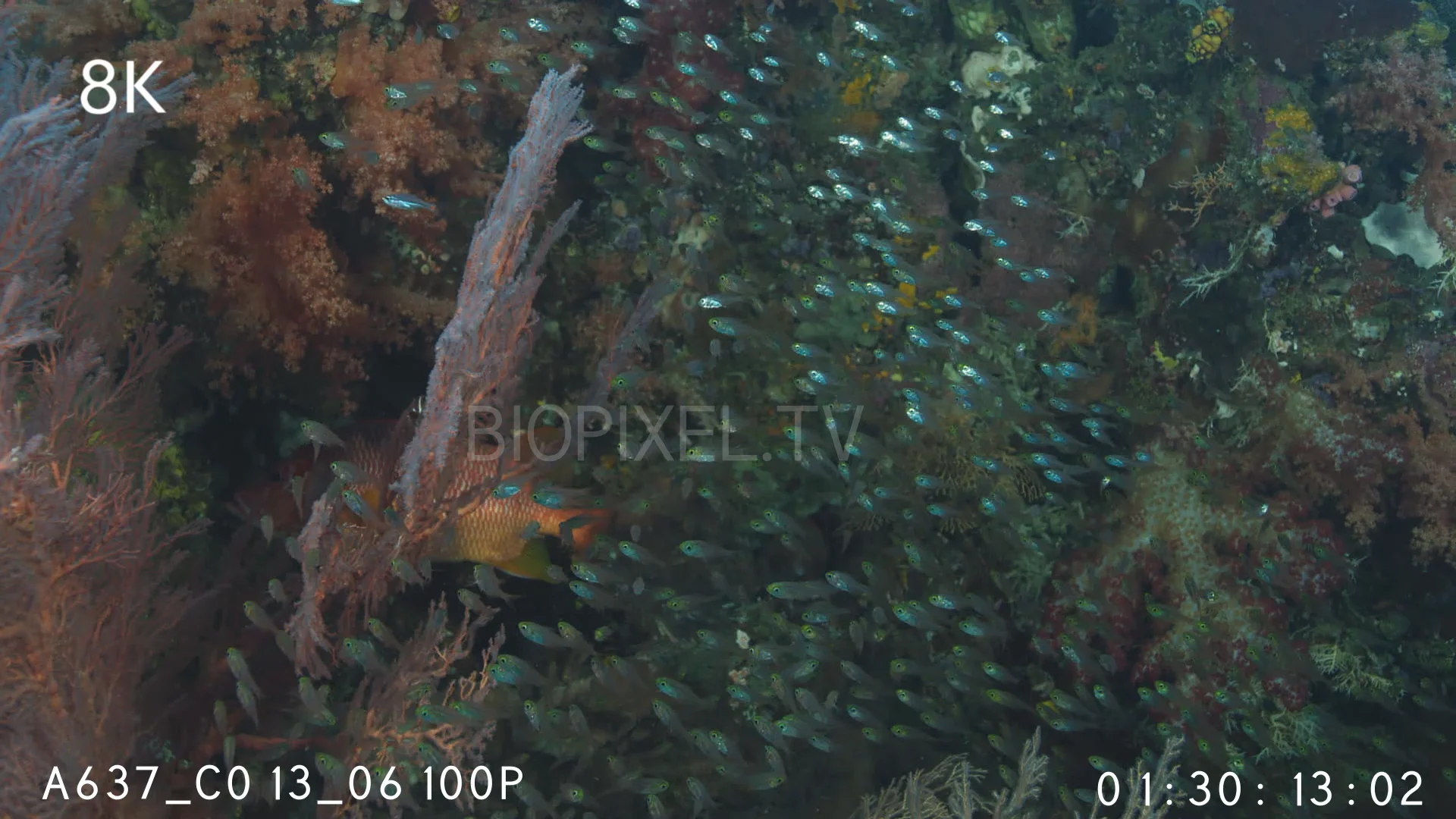 Fish School - Seafan with school of glassfish and coral cod hunting 8K ...