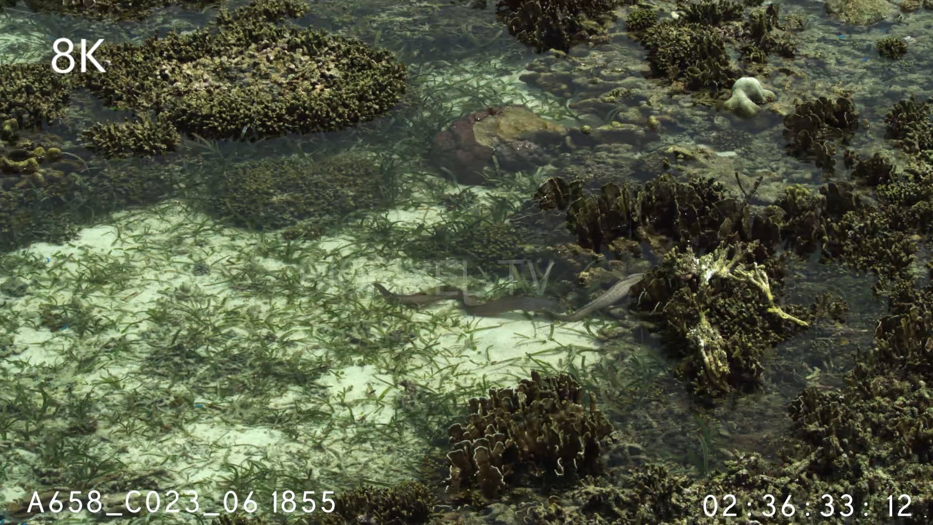 Fish Eels - Pair of peppered moray eel in coral pool at low tide 8K on Vimeo