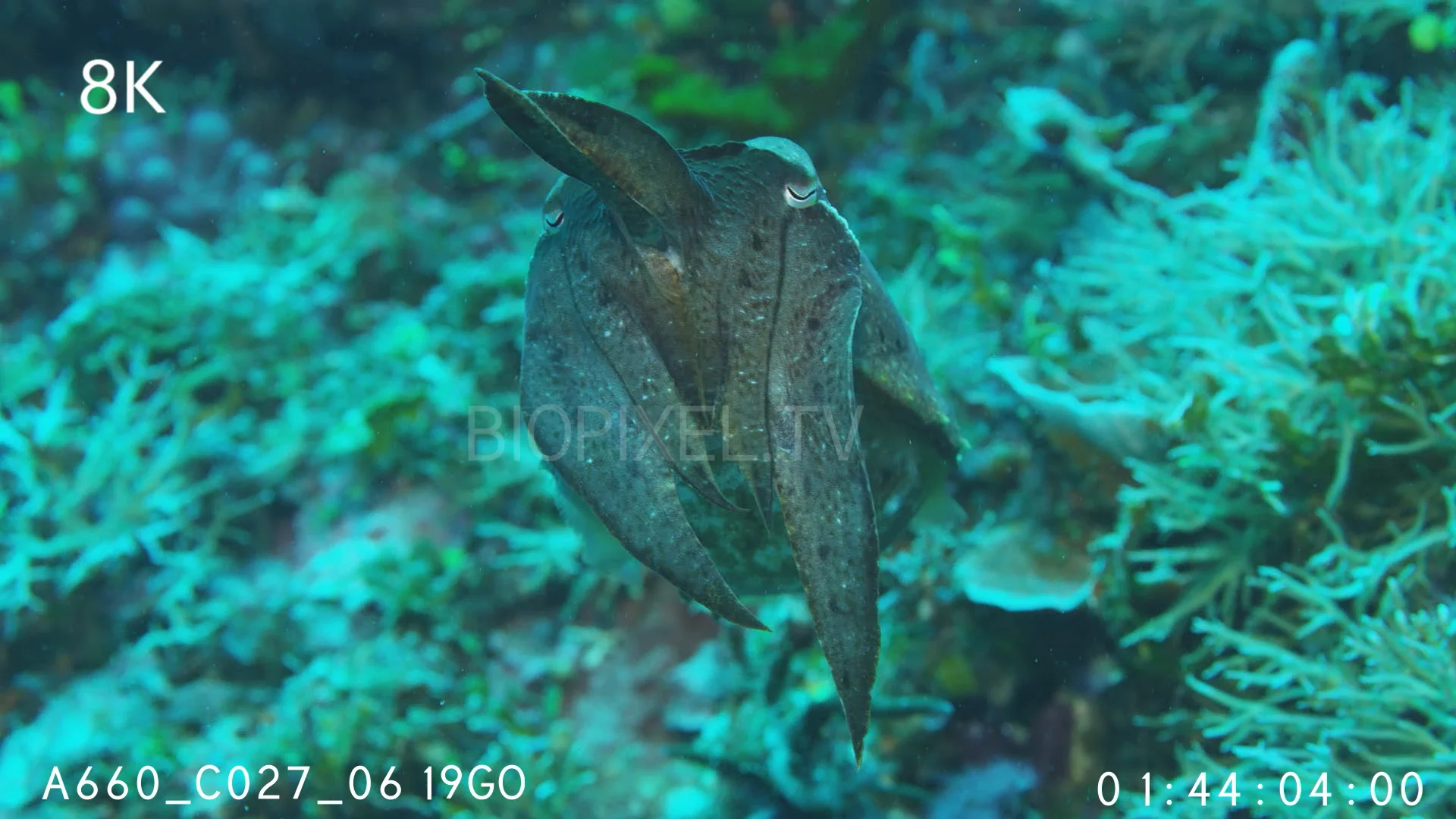 Camouflage - Cuttlefish showing good colour changes 2 8K on Vimeo