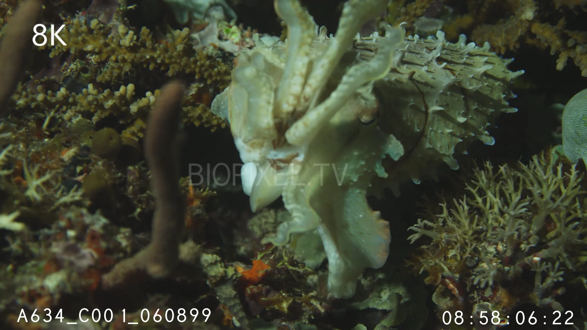 Cuttlefish - Cuttlefish at night 8K on Vimeo