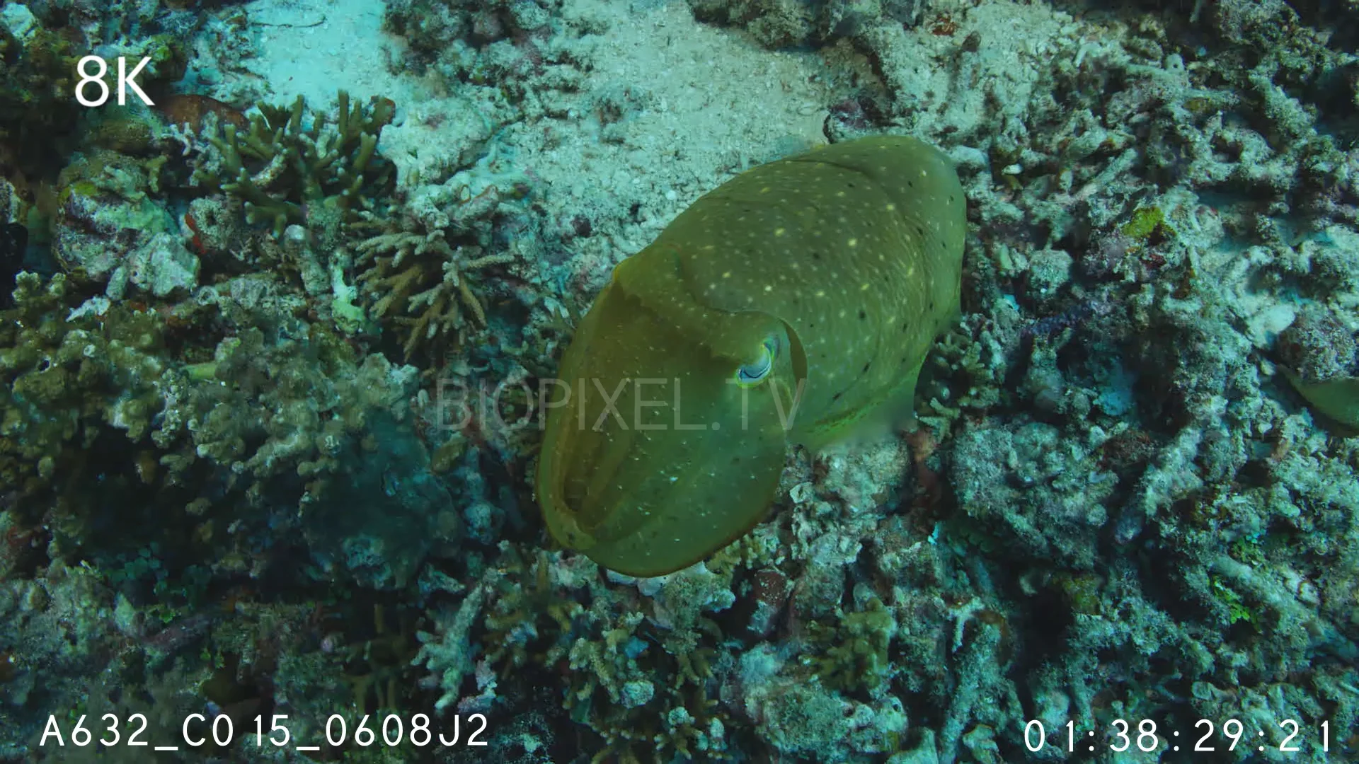 Cuttlefish - Cuttlefish showing good colour changes 8K on Vimeo