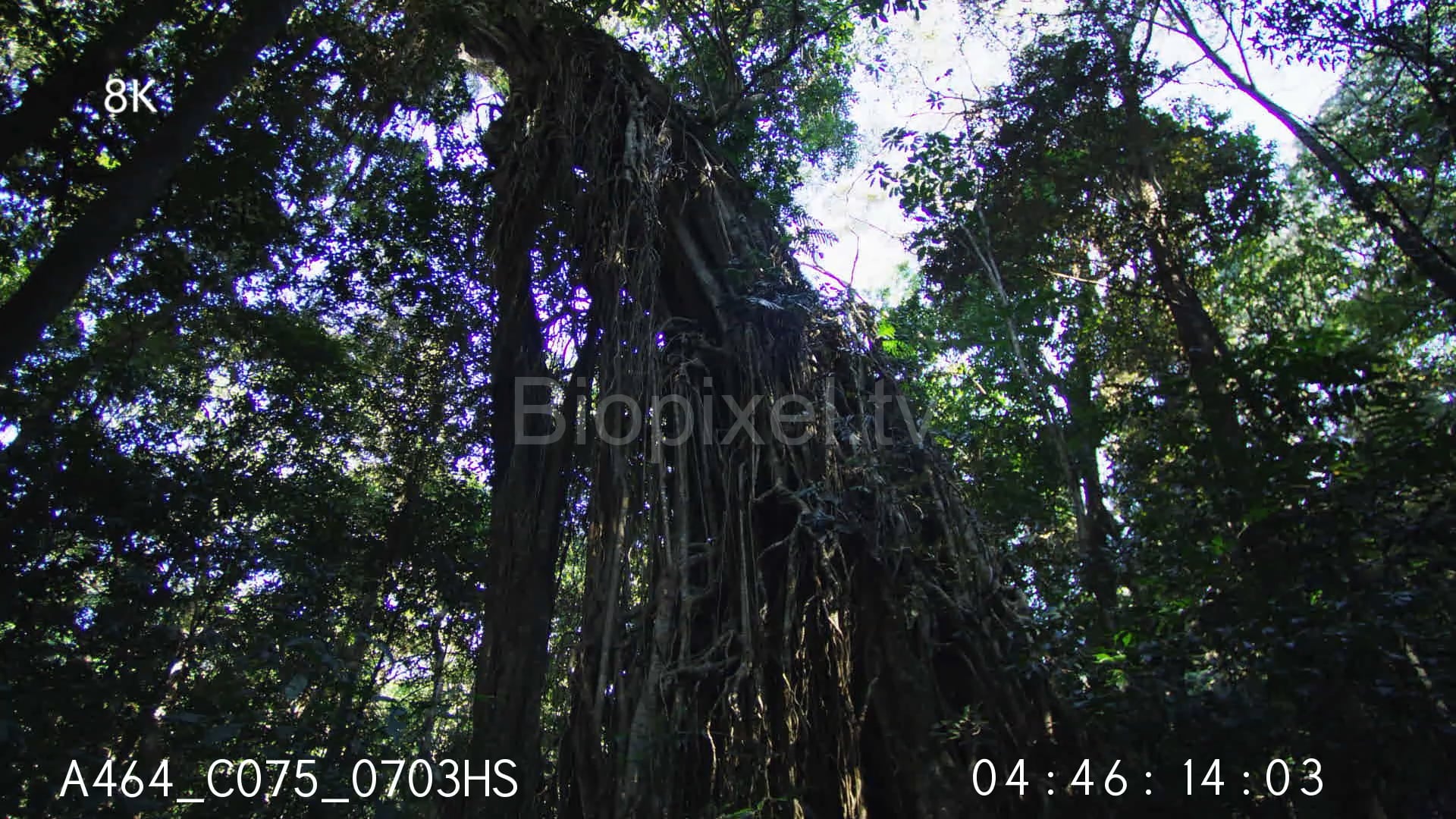 4K Rainforest - Rainforest 2 8K on Vimeo