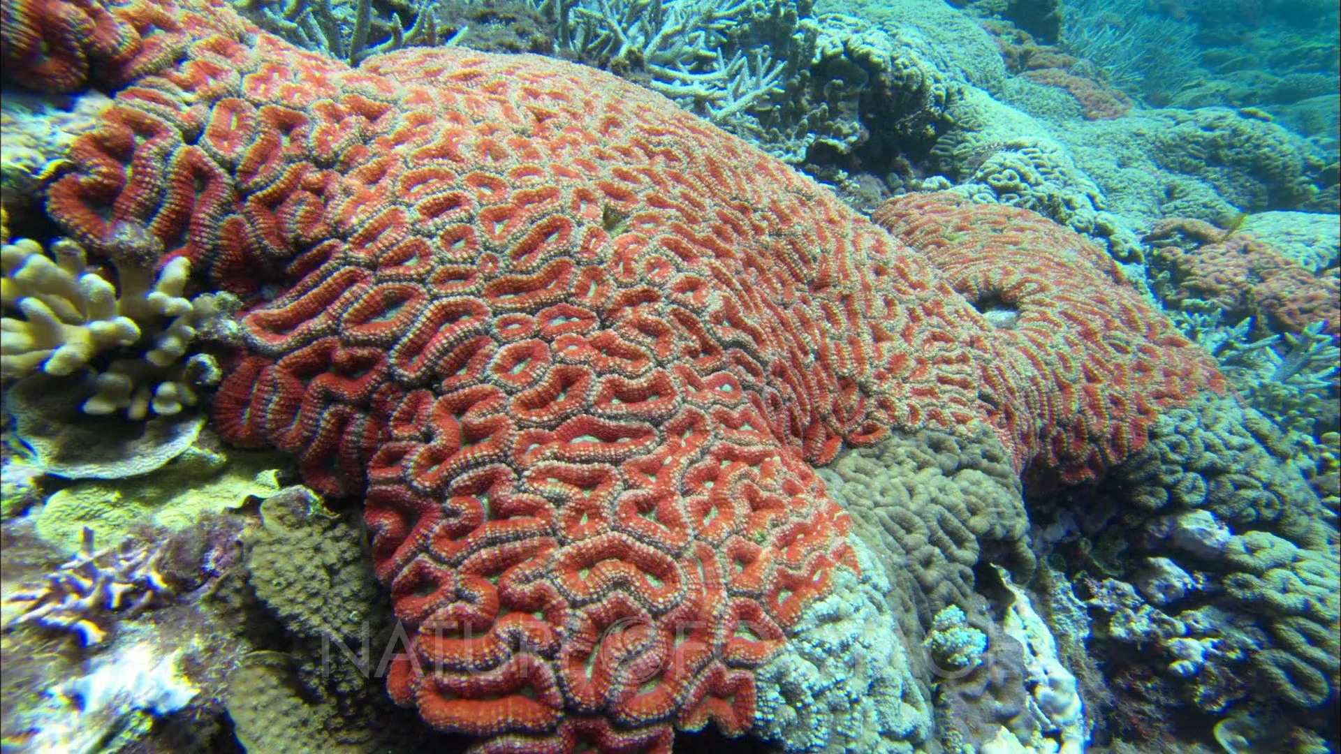 Watch Red Hard Coral In Shallow Water Online | Vimeo On Demand on Vimeo