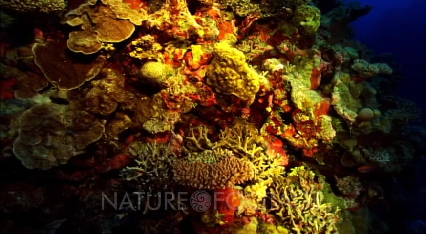 Watch Coral Reef Online | Vimeo On Demand on Vimeo