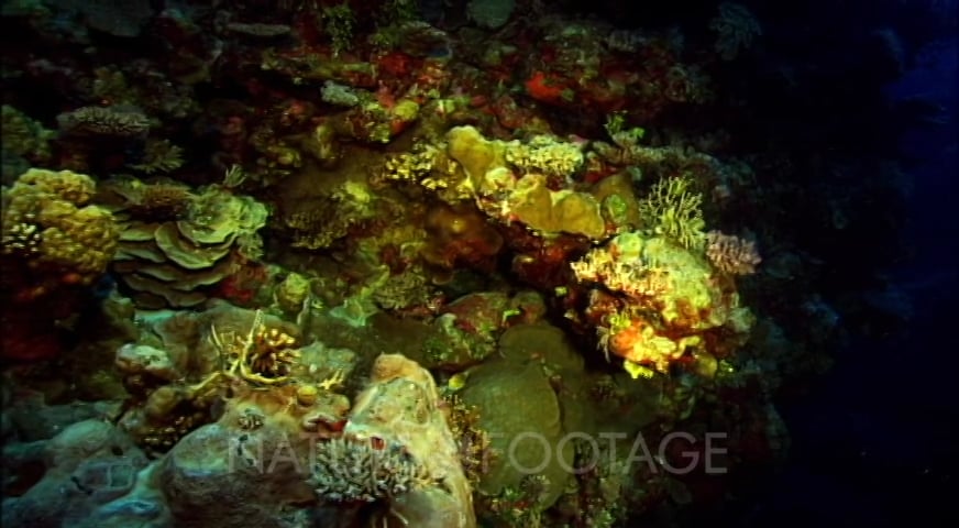 Watch Coral Reef Online | Vimeo On Demand on Vimeo