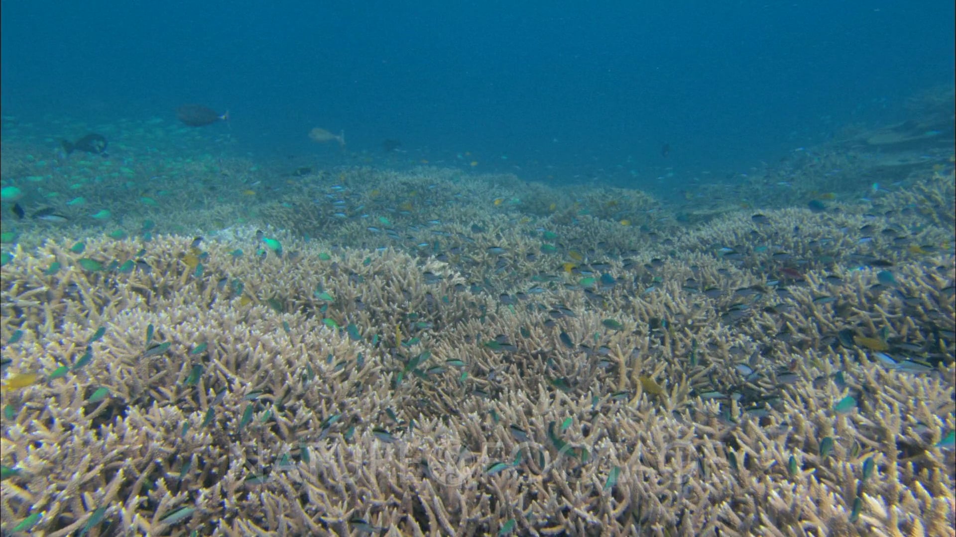 Watch Tropical Reef Fish Online | Vimeo On Demand on Vimeo