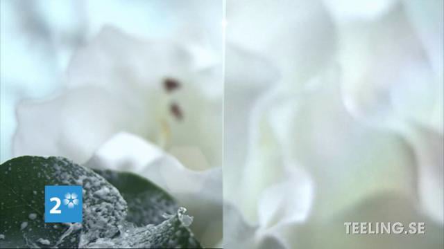 SVT1 Christmas ident 01 on Vimeo