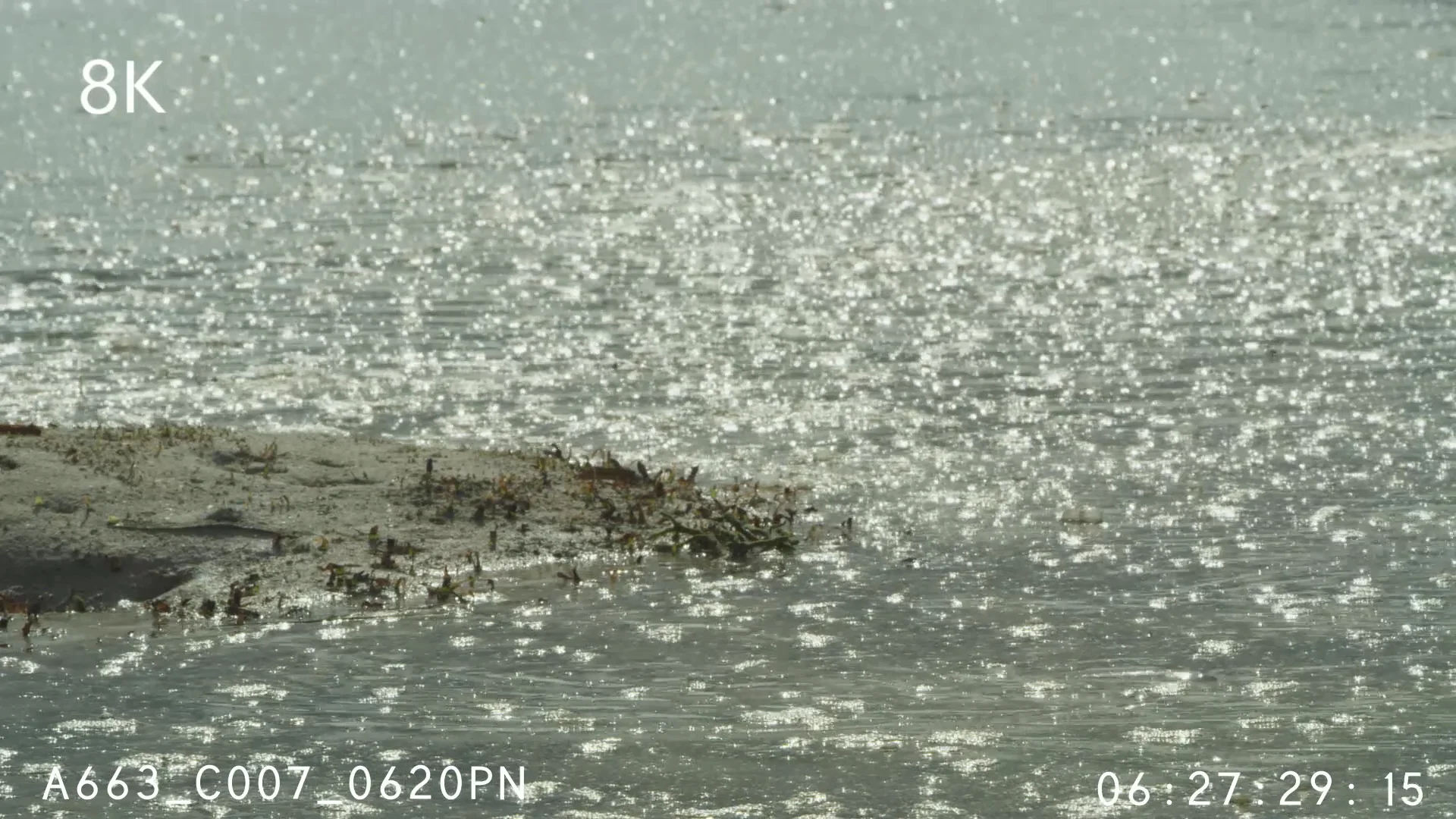 4K Fish Feeding - Pepper Moray eel hunting in shallows 4 8K on Vimeo