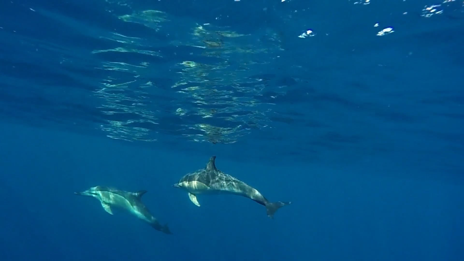 Cetalingua Project Video on Vimeo