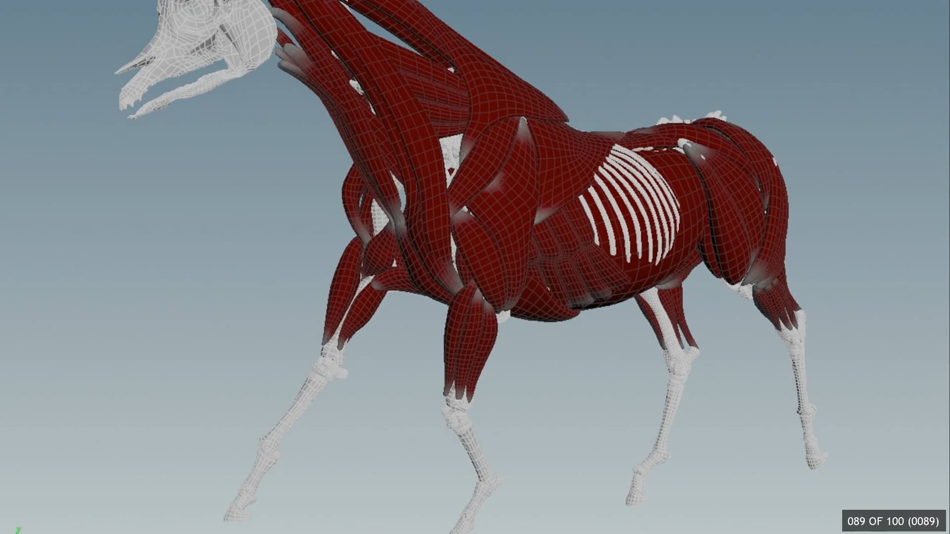 Houdini. Horse muscle system with custom muscles. on Vimeo