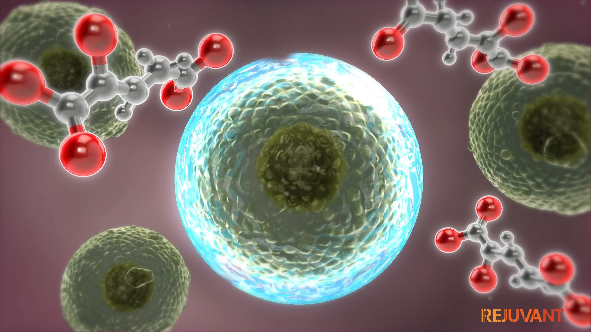 Rejuvant & Senescent Cells on Vimeo