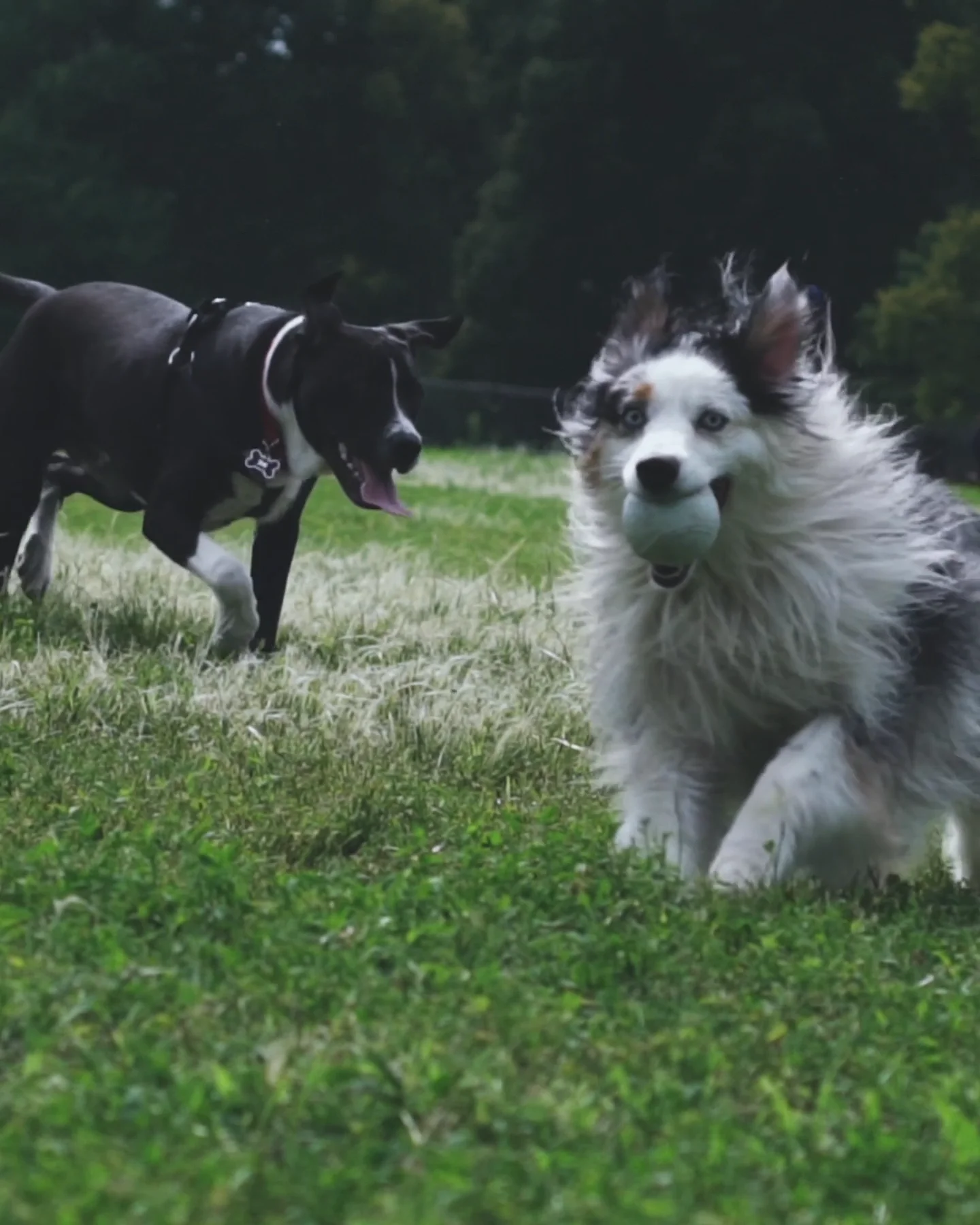 Video Quickie - Dog Days of Summer on Vimeo