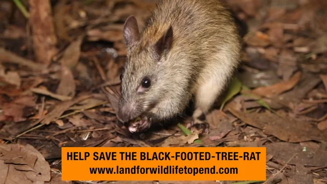 Territory Wildlife Park Black-footed Tree-rats Have The, 60% OFF