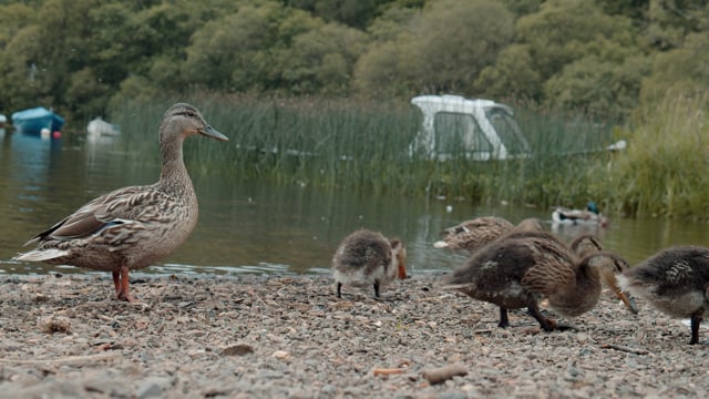 Duck Bird Scotland - Free video on Pixabay