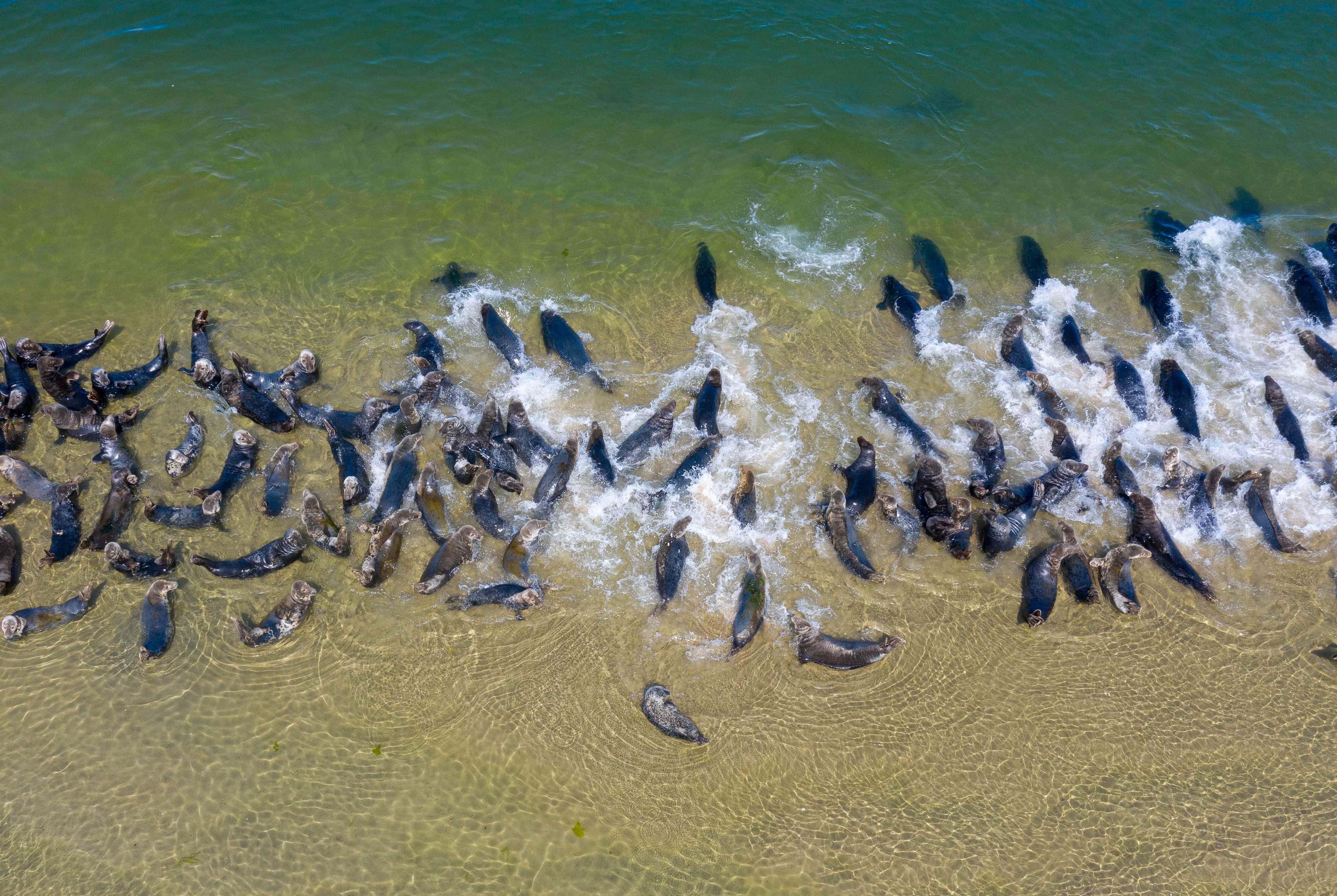 Seal footage, Sunday, September 1, 2019 on Vimeo