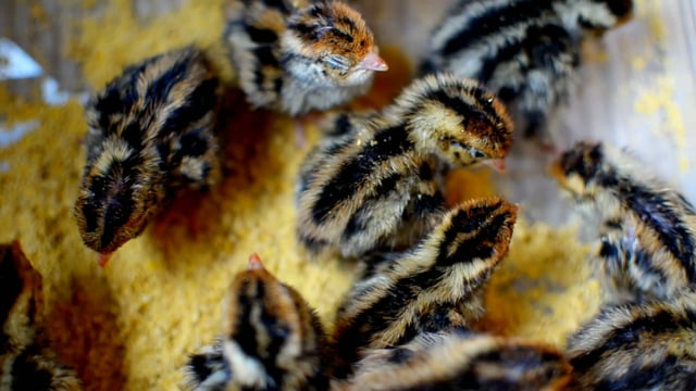 Young Birds Quail Cute - Free video on Pixabay