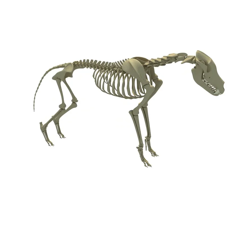 Wolf Skeleton 3D Model on Vimeo