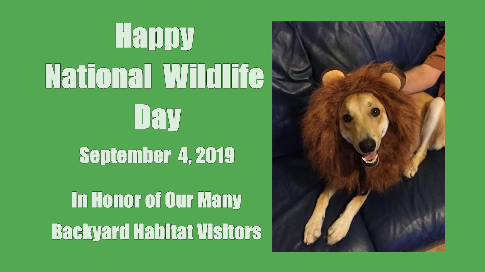 Happy National Wildlife Day - Sept 4, 2019 on Vimeo