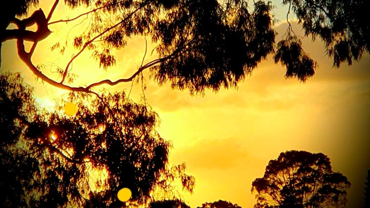 ABC Interview: Adam Stephen & Gerry Georgatos