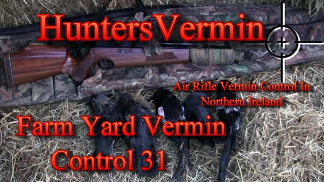 Air Rifle Hunting, Farm Yard Vermin Control 31 - Airgun101